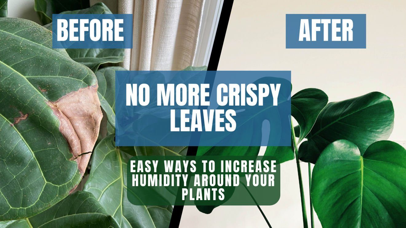 No More Crispy Leaves: Easy Ways to Increase Humidity Around Your ... No More Crispy Leaves: Easy Ways to Increase Humidity Around Your ...